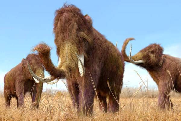 خطوة مهمة نحو إعادة الماموث المنقرض إلى الحياة